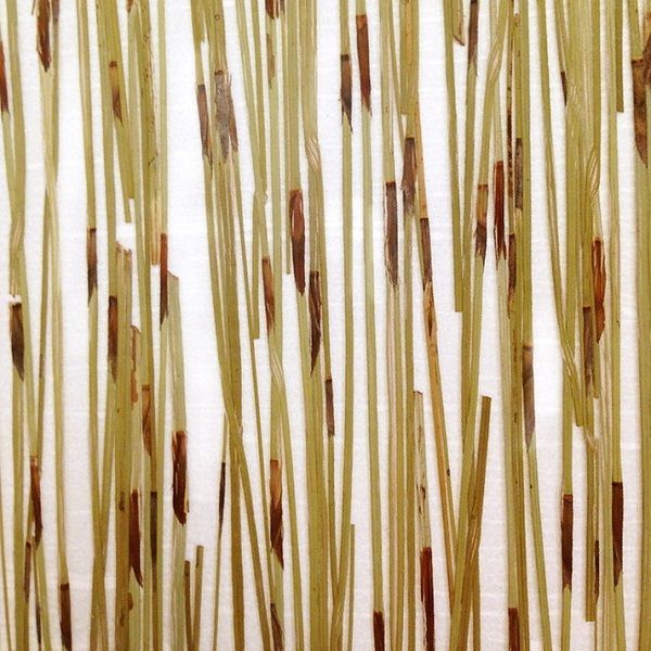 Tiger Thatch 50 Percent – langto